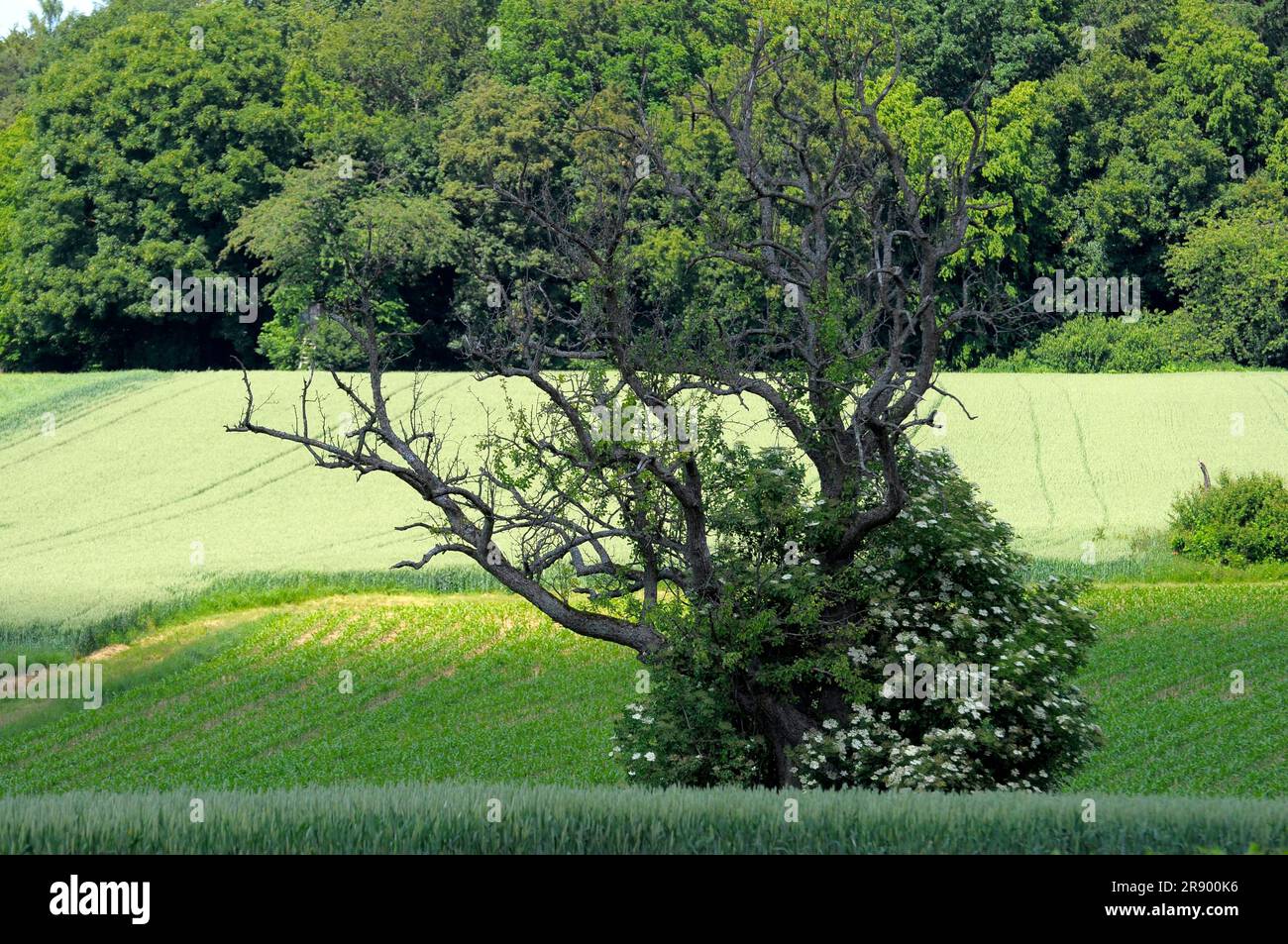 Flowering elder tree hi-res stock photography and images - Alamy