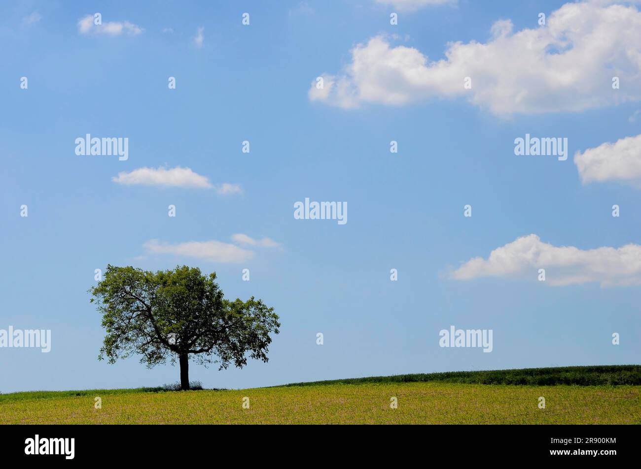Fruit tree in the field Stock Photo - Alamy