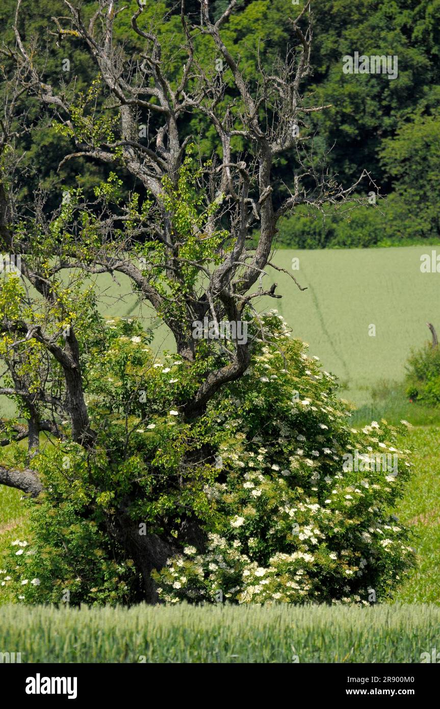 Dead pear tree with elder, flowering, at the edge of the forest Stock ...