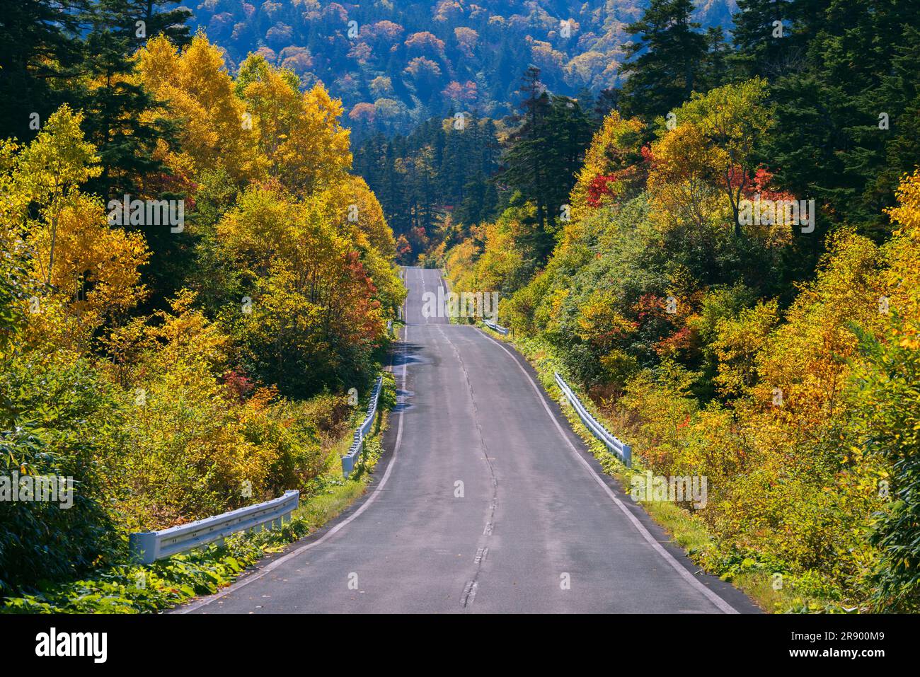 Jukai line hi-res stock photography and images - Alamy