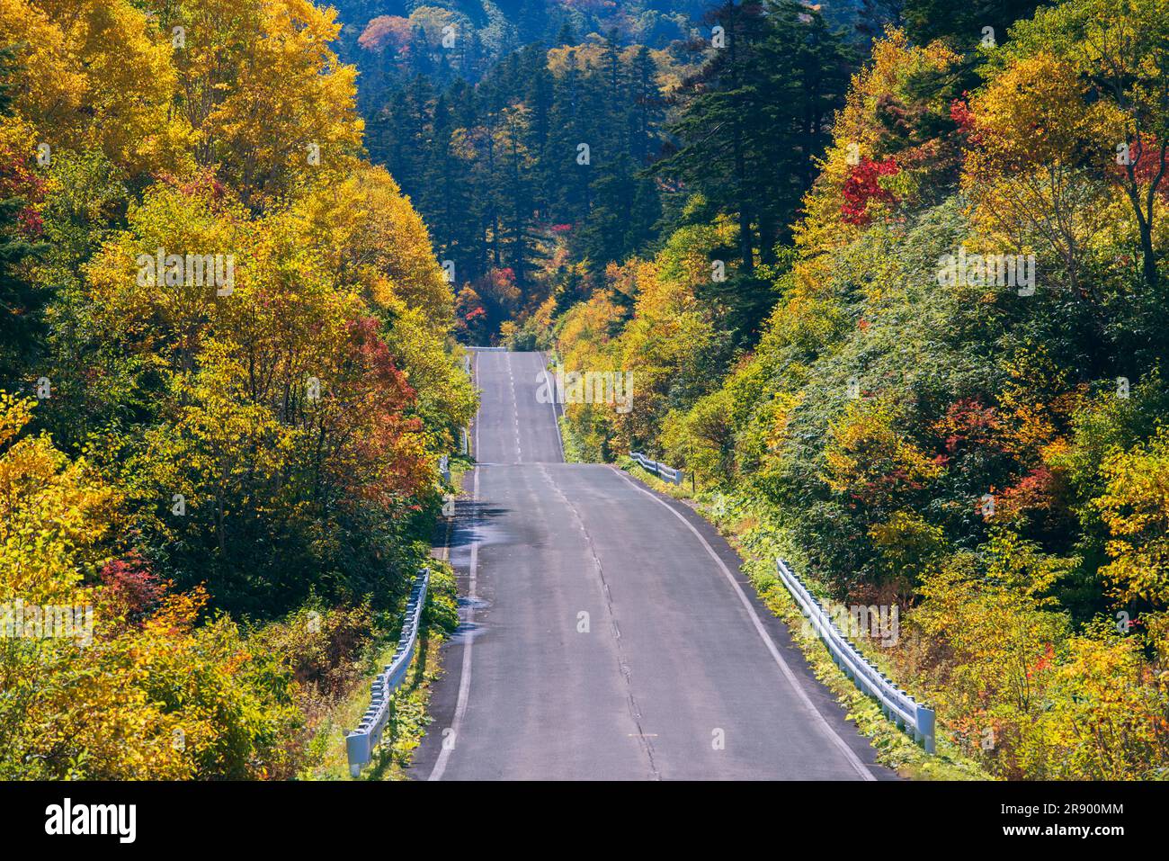 Jukai line hi-res stock photography and images - Alamy