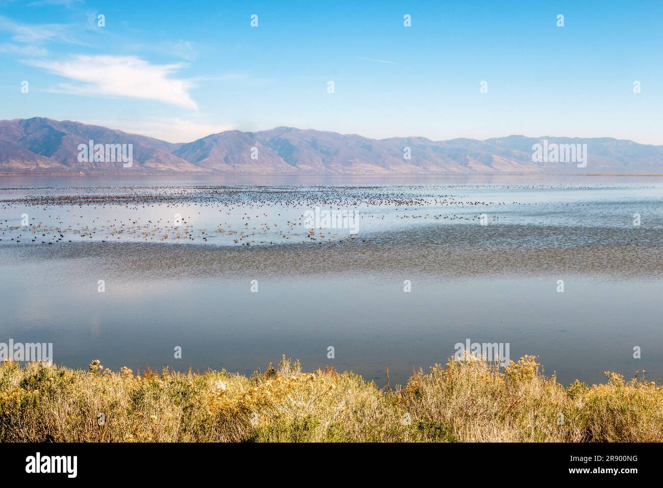 Birds in the Great Salt Lake, Utah, US Stock Photo - Alamy
