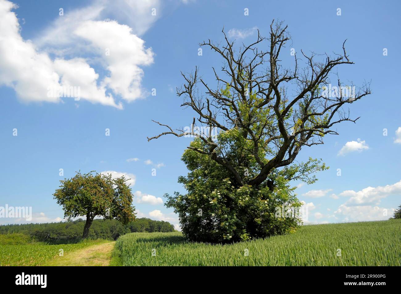 Dead pear tree with elder, flowering, next to it cherry tree with ...
