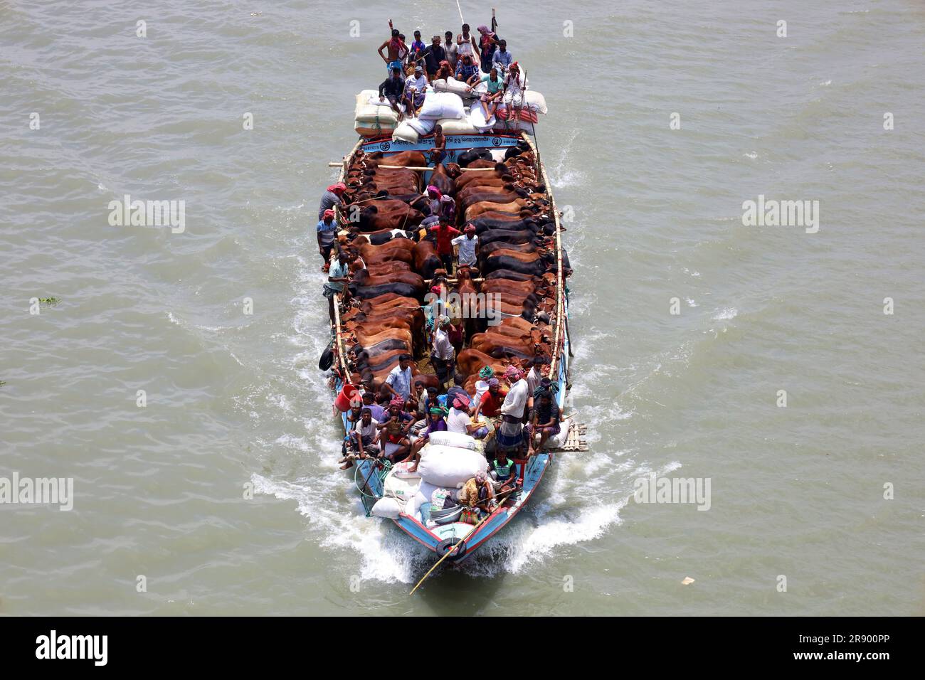Dhaka, Dhaka, Bangladesh. 23rd June, 2023. Traders carry cattle in a narrow boat in Buriganga ...