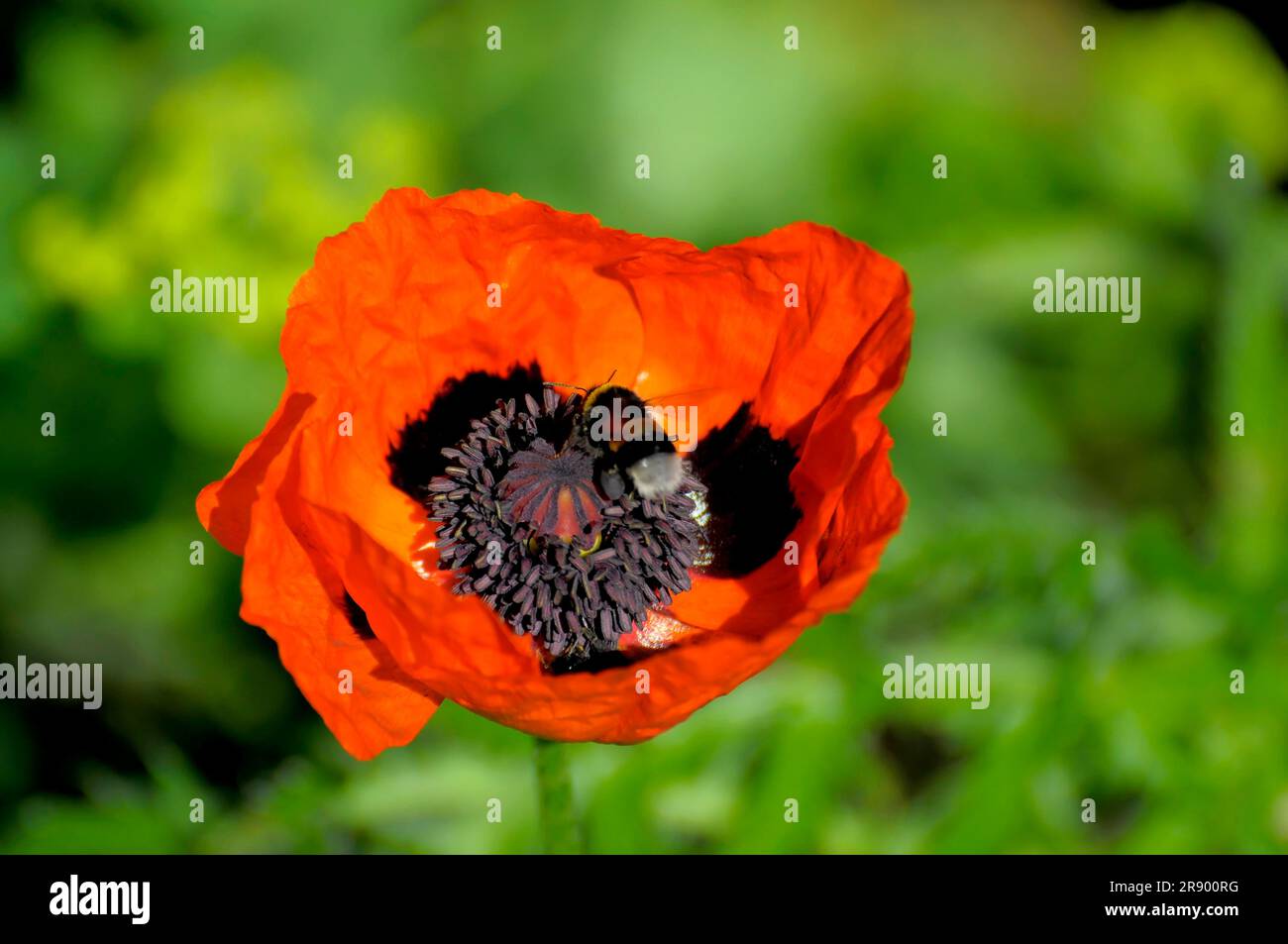 Oriental giant poppy flower with bumblebee Stock Photo - Alamy