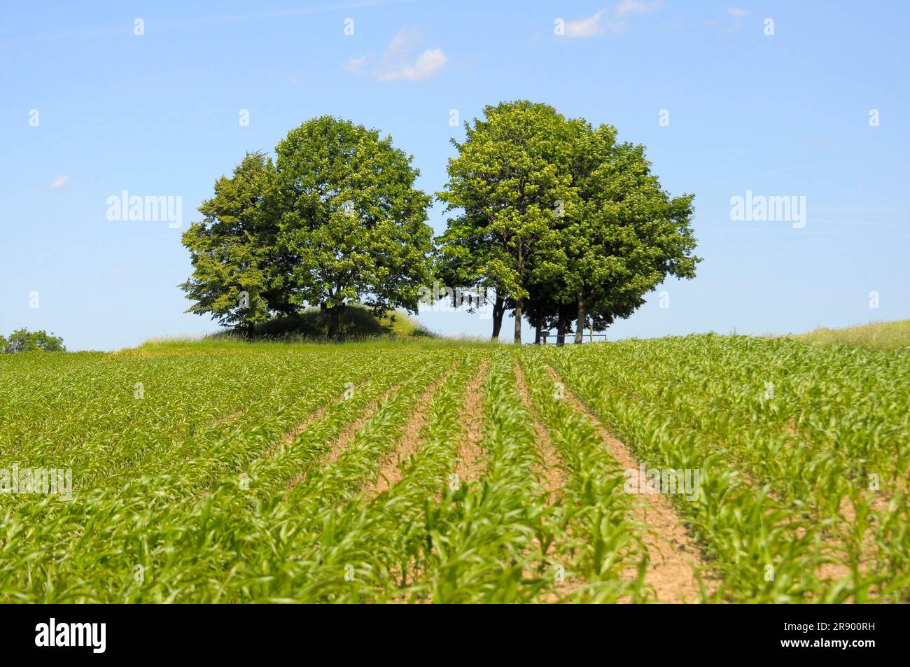 Maize trees hi-res stock photography and images - Alamy
