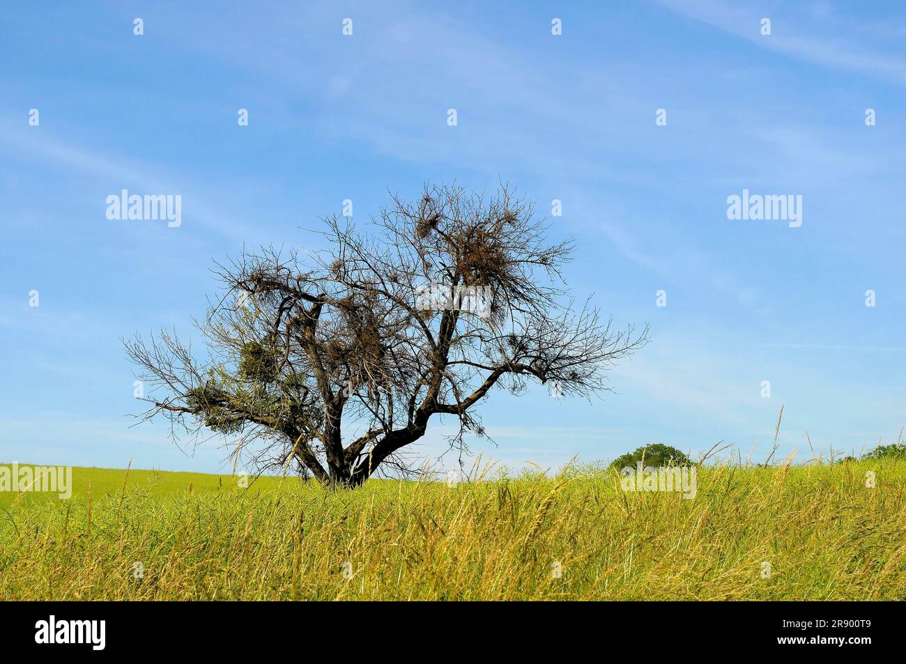 Farmland tree hi-res stock photography and images - Alamy