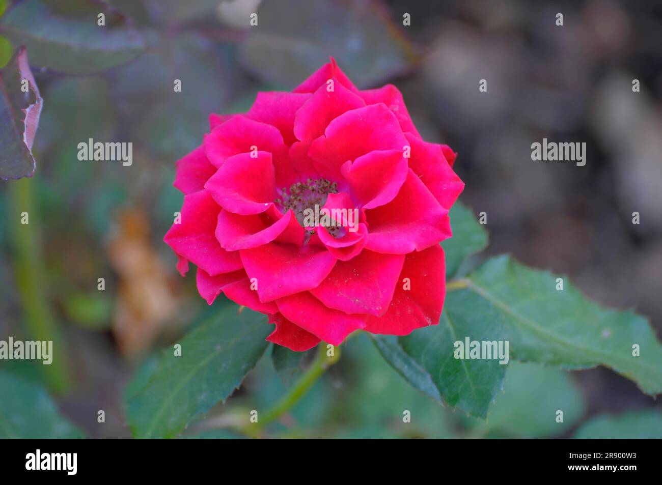 Noble rose hi-res stock photography and images - Alamy