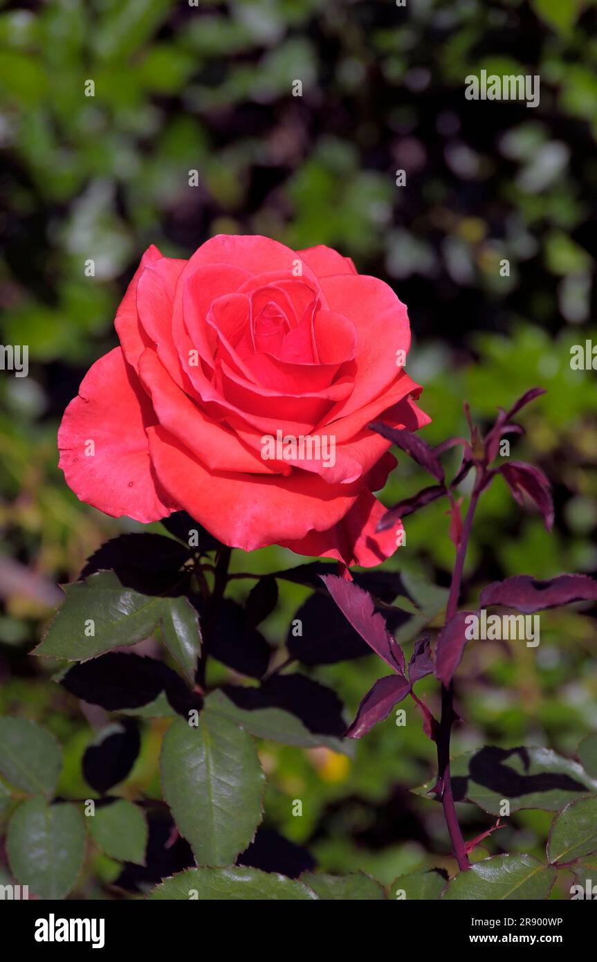 Noble Rose, Comtesse Diana Stock Photo - Alamy