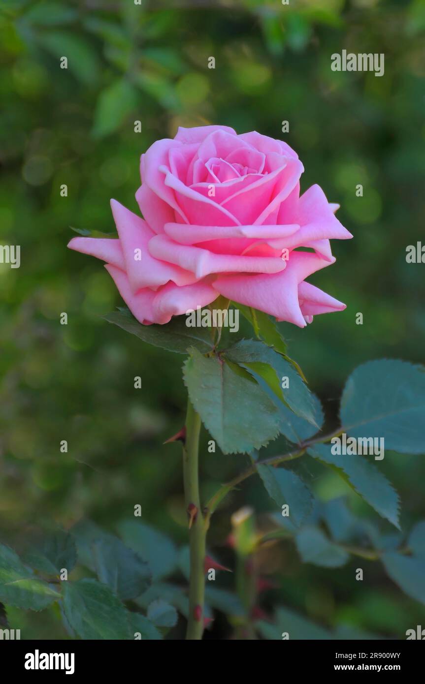 Noble Rose, Rose Princess Evi Stock Photo - Alamy