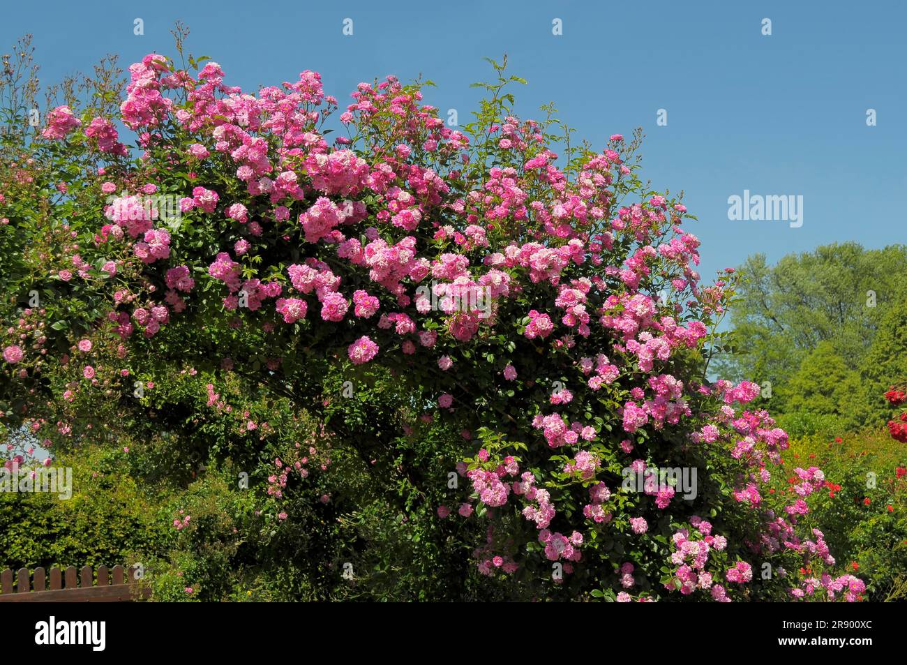 Rose arbor hi-res stock photography and images - Alamy