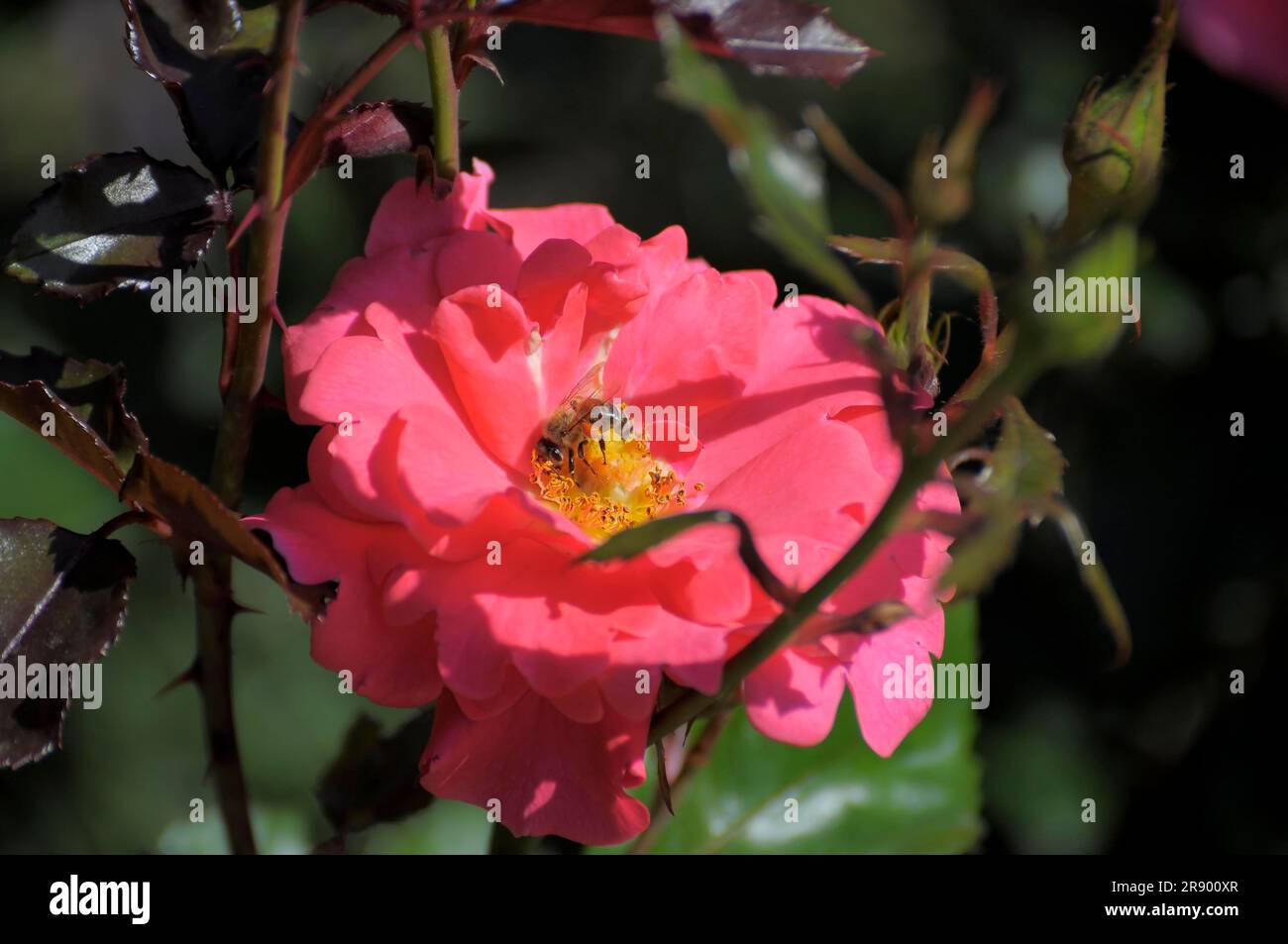 Rose with bee Stock Photo - Alamy