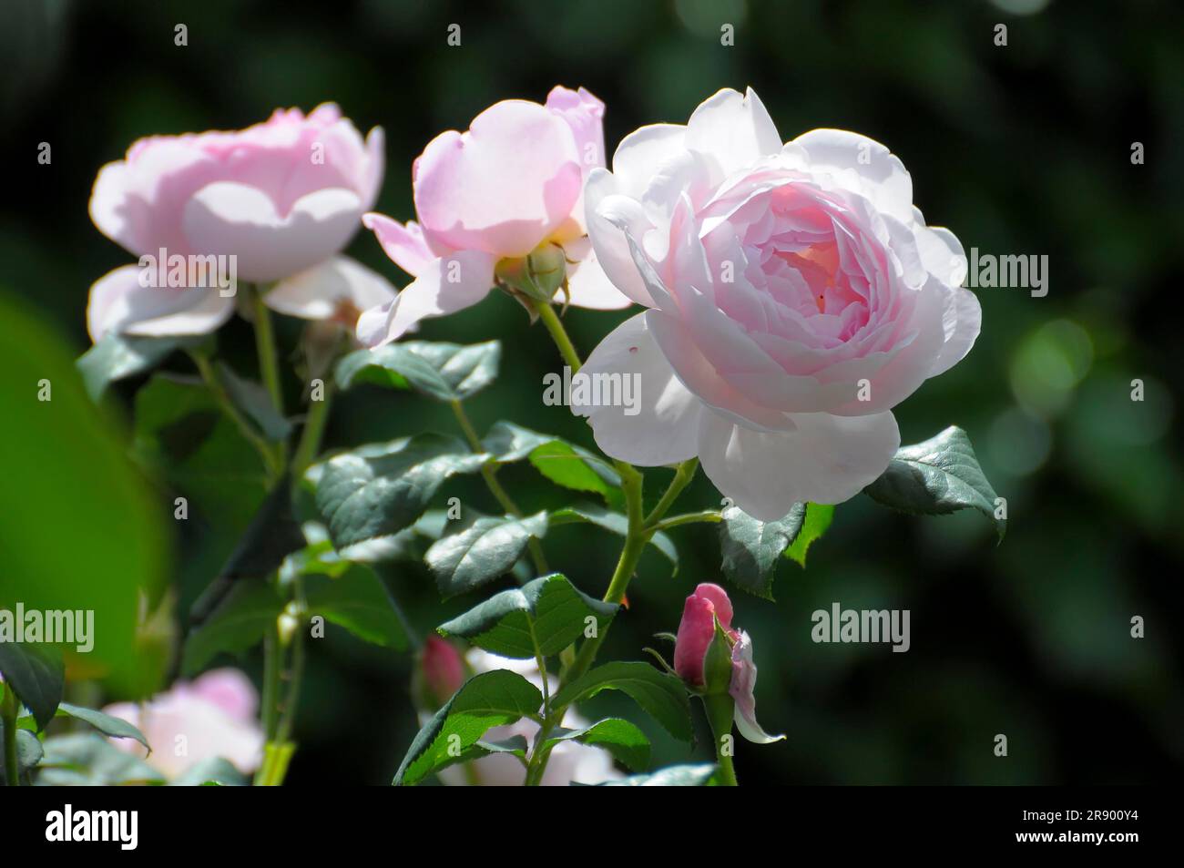 English rose flowering in the garden Stock Photo - Alamy