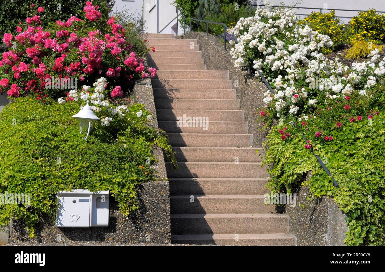 Rose garden with stairs Stock Photo - Alamy