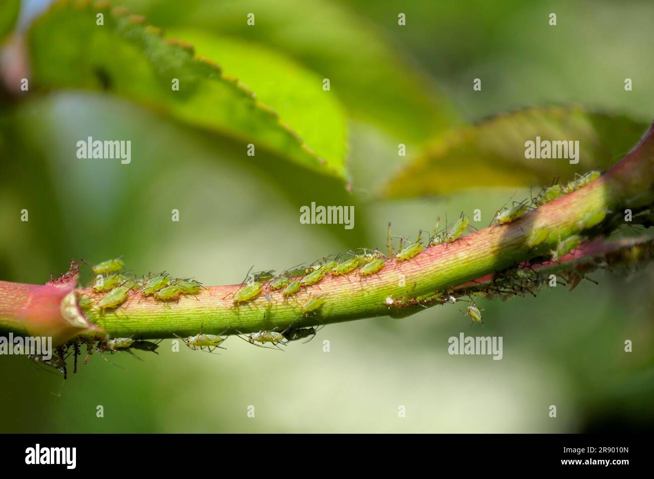 Green aphids on rose stem Stock Photo - Alamy