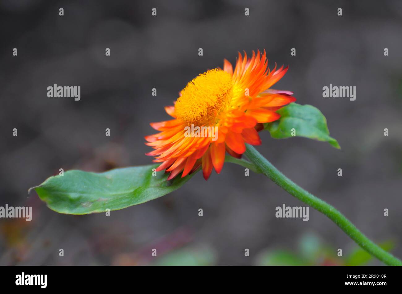 Citrus flower orange blossom hi-res stock photography and images - Alamy