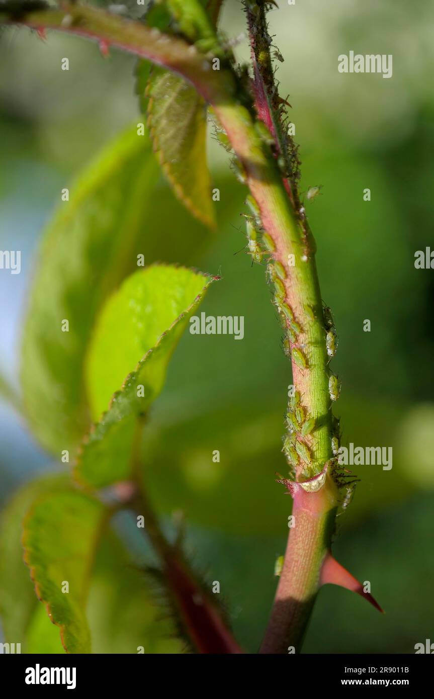 Aphids on rose hi-res stock photography and images - Alamy