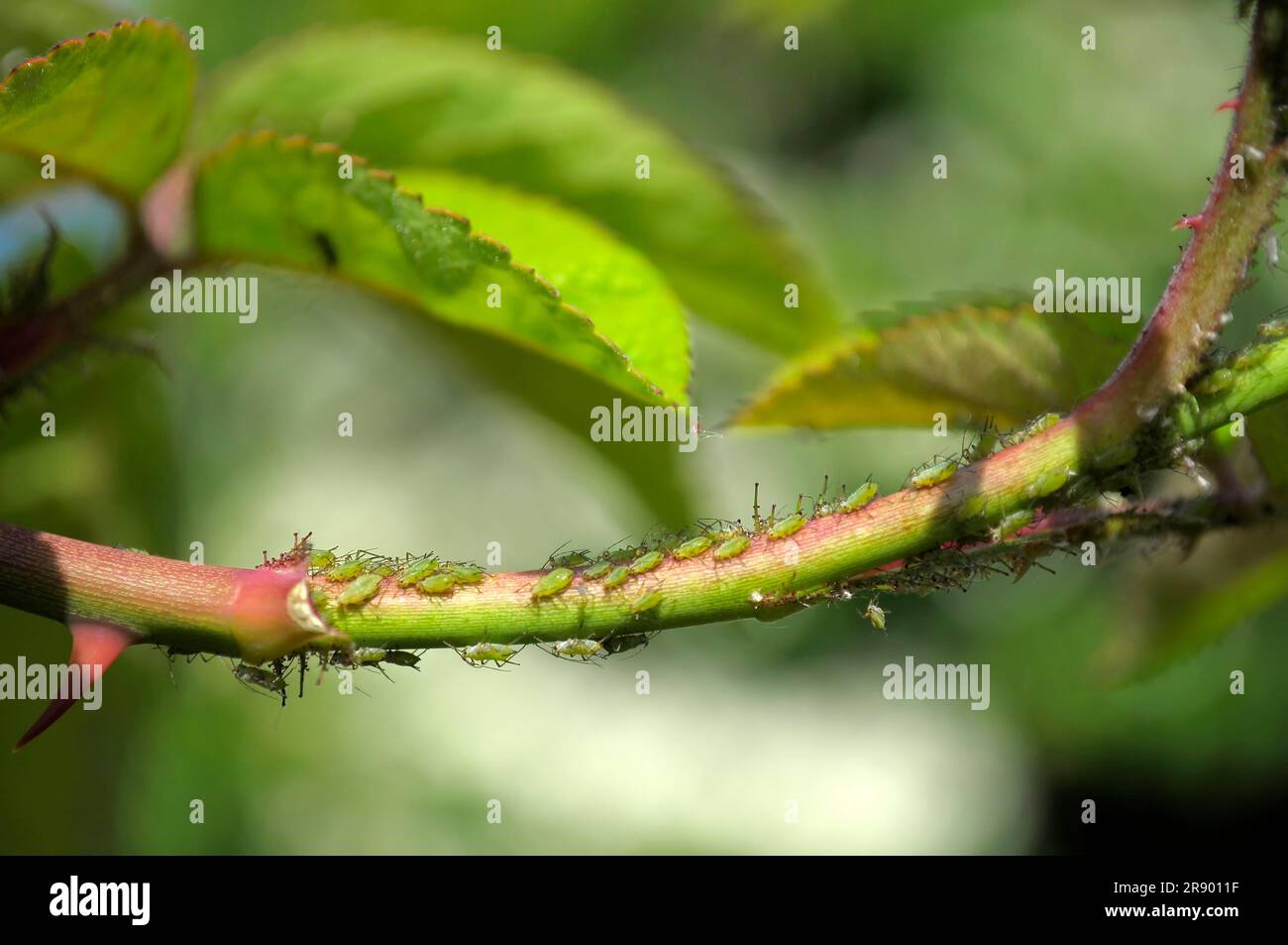 Green aphids on rose stem Stock Photo - Alamy