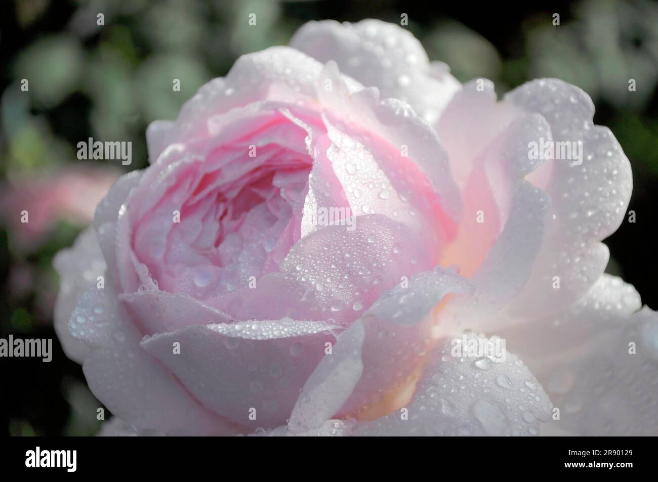 White, red shrub rose with water drops, English rose in the garden ...