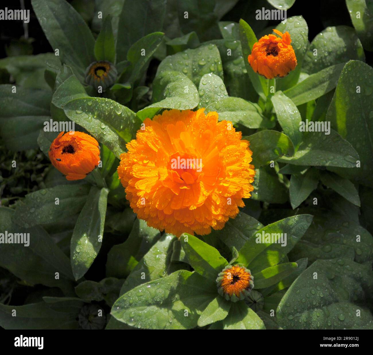 Water marigolds hi-res stock photography and images - Alamy