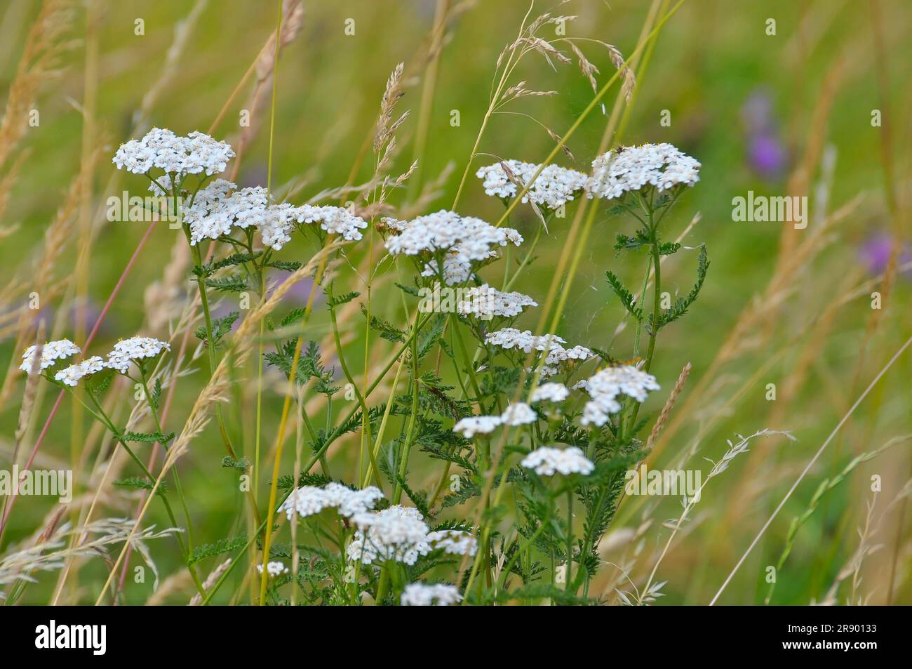 Medicinal plant : Yarrow flowering in meadow Stock Photo - Alamy