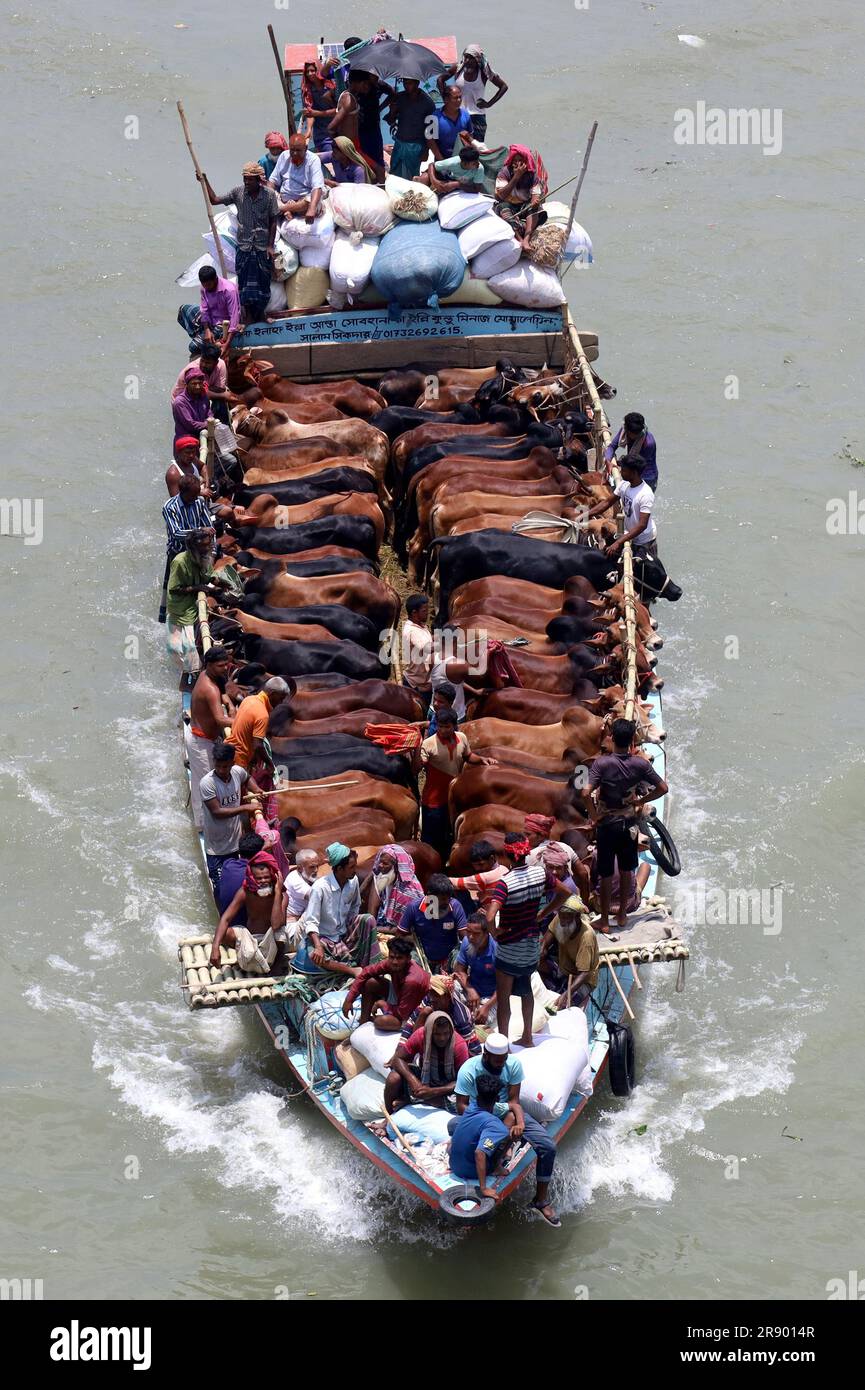 Dhaka, Dhaka, Bangladesh. 23rd June, 2023. Traders carry cattle in a narrow boat in Buriganga ...