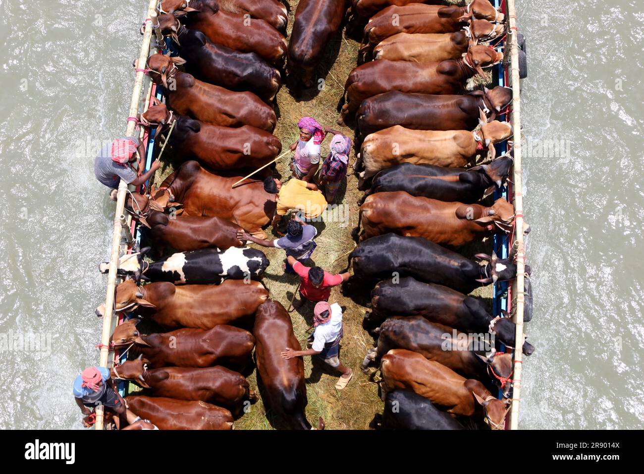 Dhaka, Dhaka, Bangladesh. 23rd June, 2023. Traders carry cattle in a narrow boat in Buriganga ...