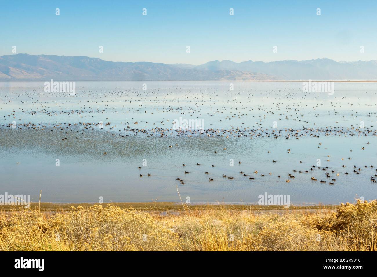 Birds in the Great Salt Lake, Utah, US Stock Photo - Alamy