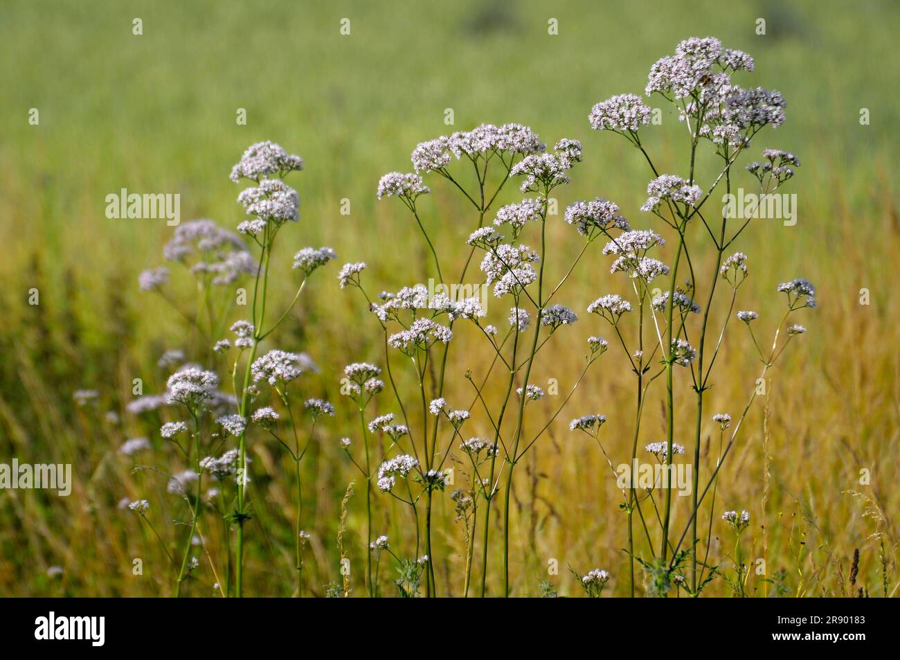 Girsch hi-res stock photography and images - Alamy