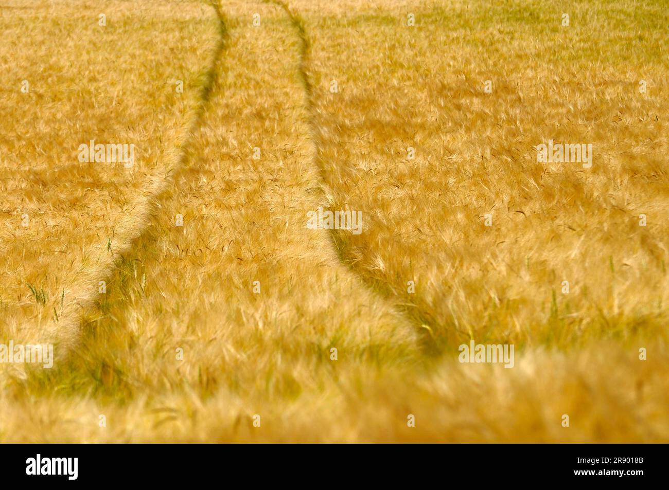 Barley tractor hi-res stock photography and images - Alamy