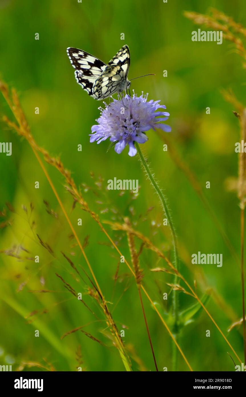 Checkerboard butterfly hi-res stock photography and images - Alamy