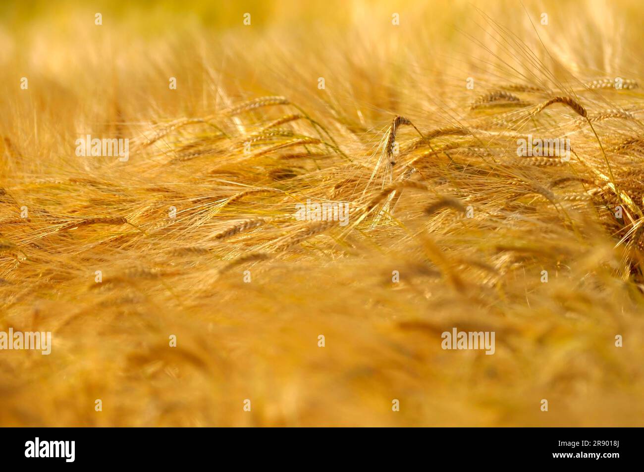 Barley ferry hi-res stock photography and images - Alamy