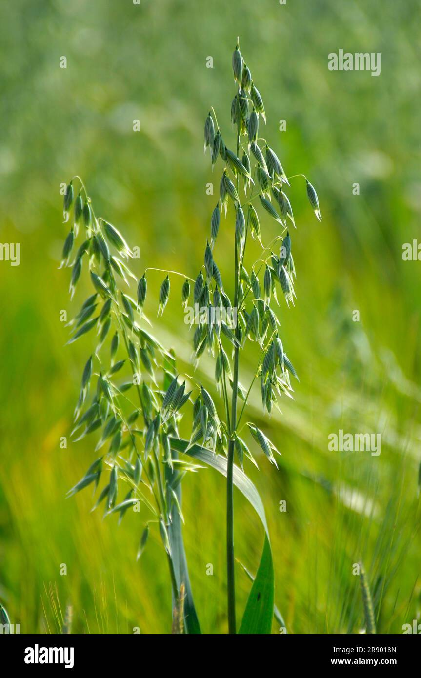 Oat ears hi-res stock photography and images - Alamy