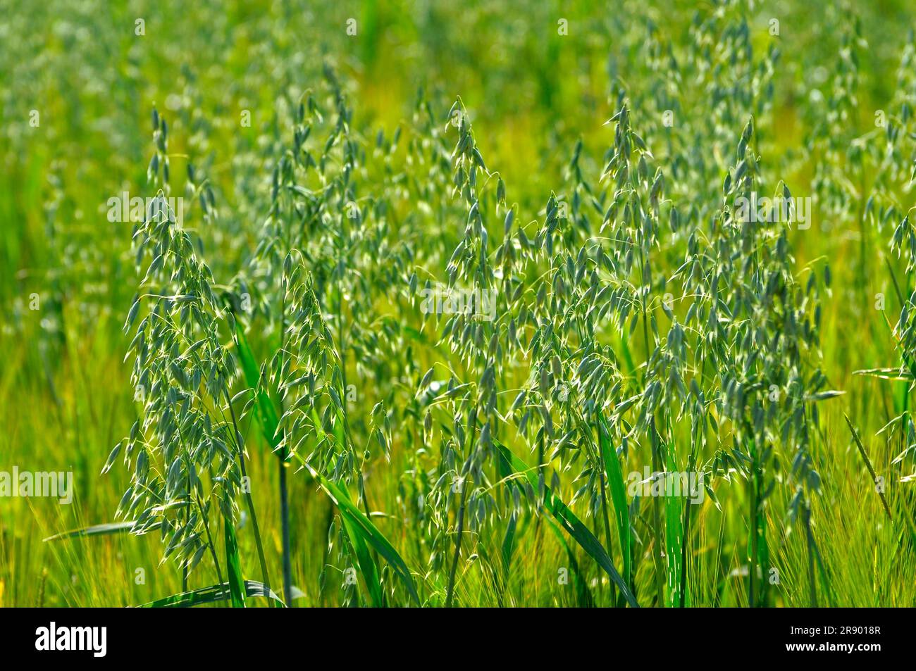 Oats, oat ears unripe Stock Photo - Alamy