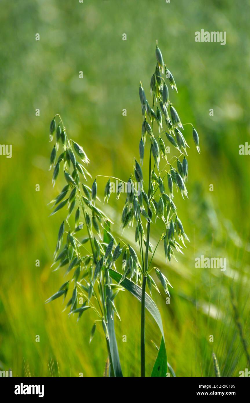 Oat ears hi-res stock photography and images - Alamy