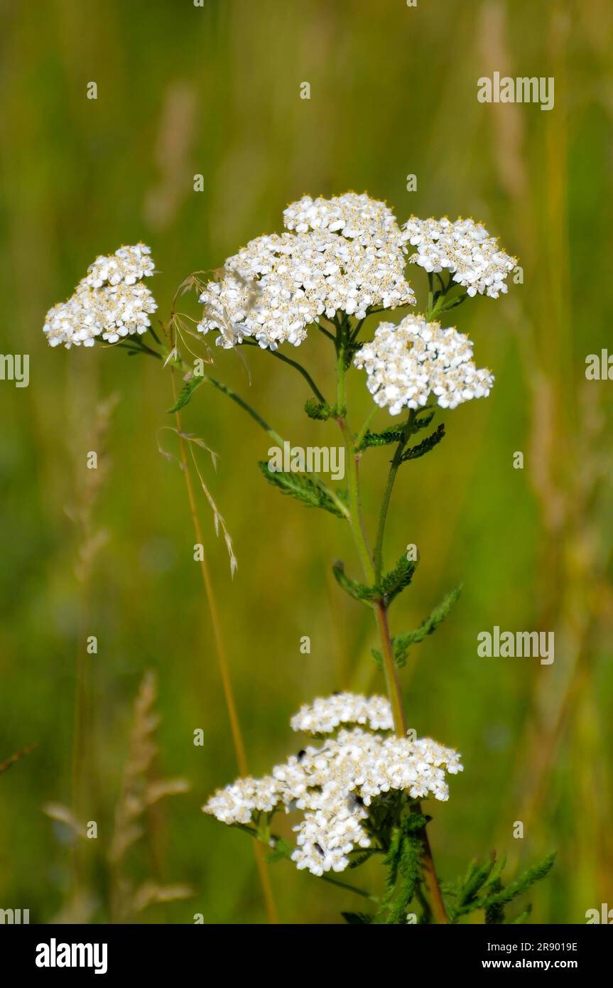 Medicinal plant : Yarrow flowering Stock Photo - Alamy