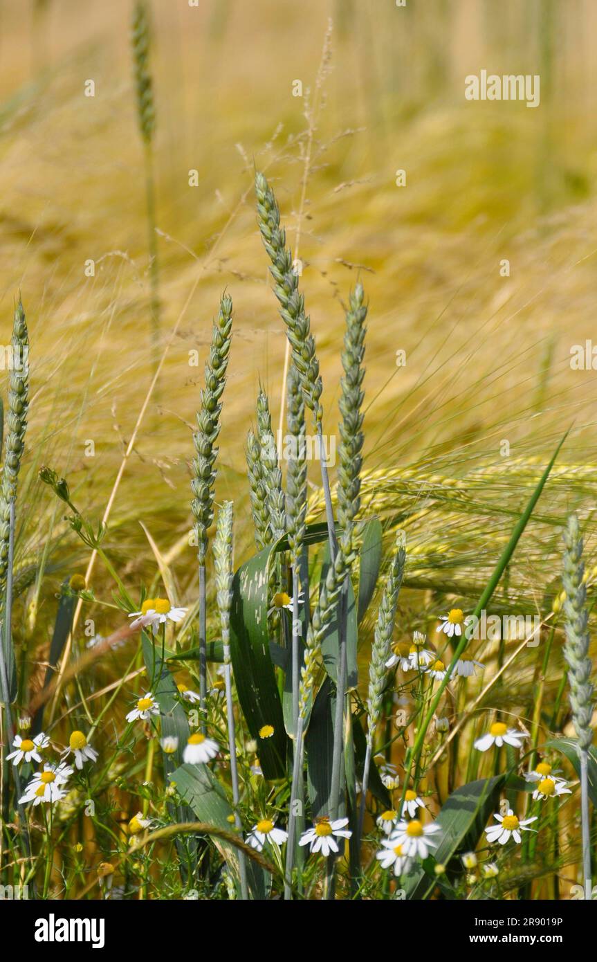 Rye field with wheat ears, flowering with camomiles Stock Photo - Alamy