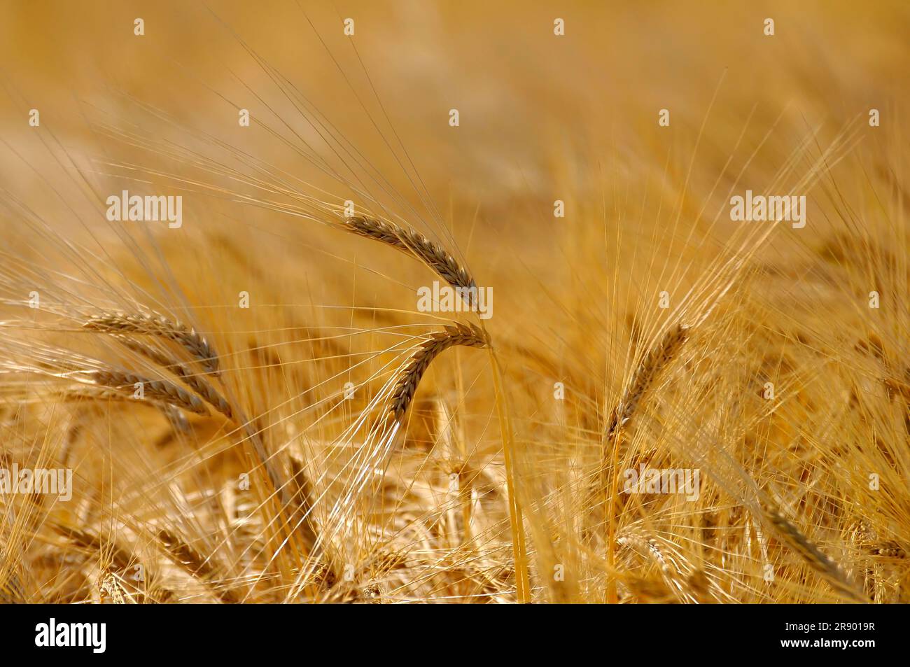 Ripe barley field Barley ears Stock Photo - Alamy