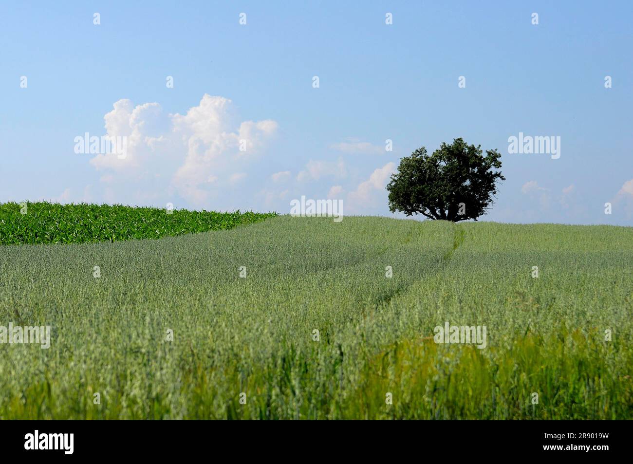 Oat tree hi-res stock photography and images - Alamy