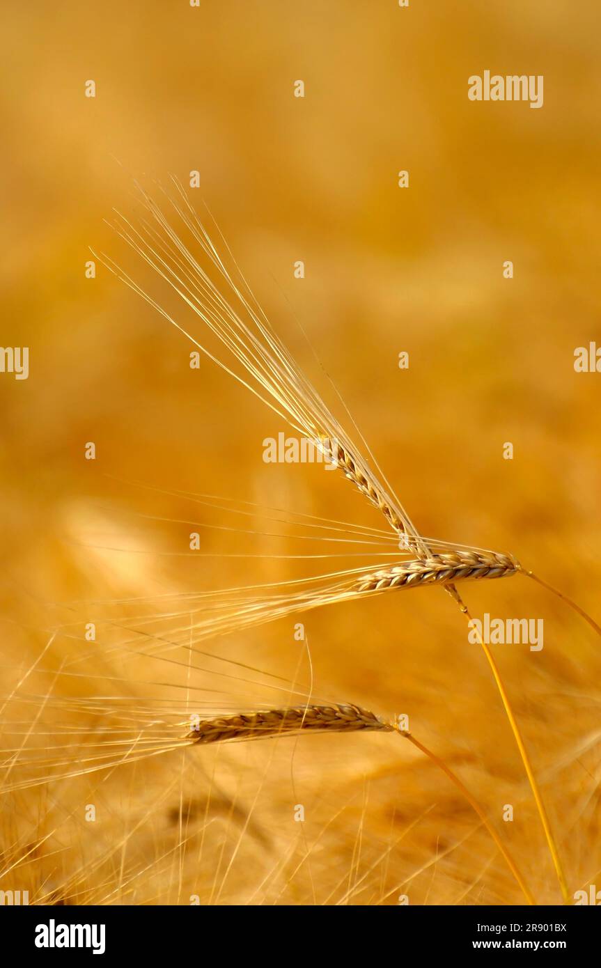 Ripe barley field Barley ears Stock Photo - Alamy