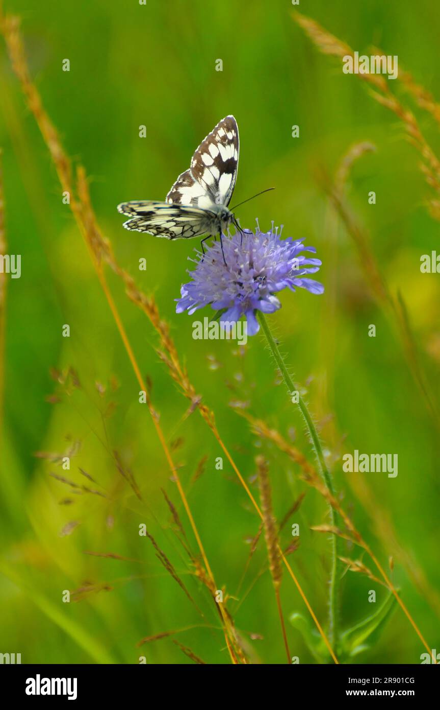 Butterfly : Checkerboard, butterfly on widow's-eye flower Stock Photo ...