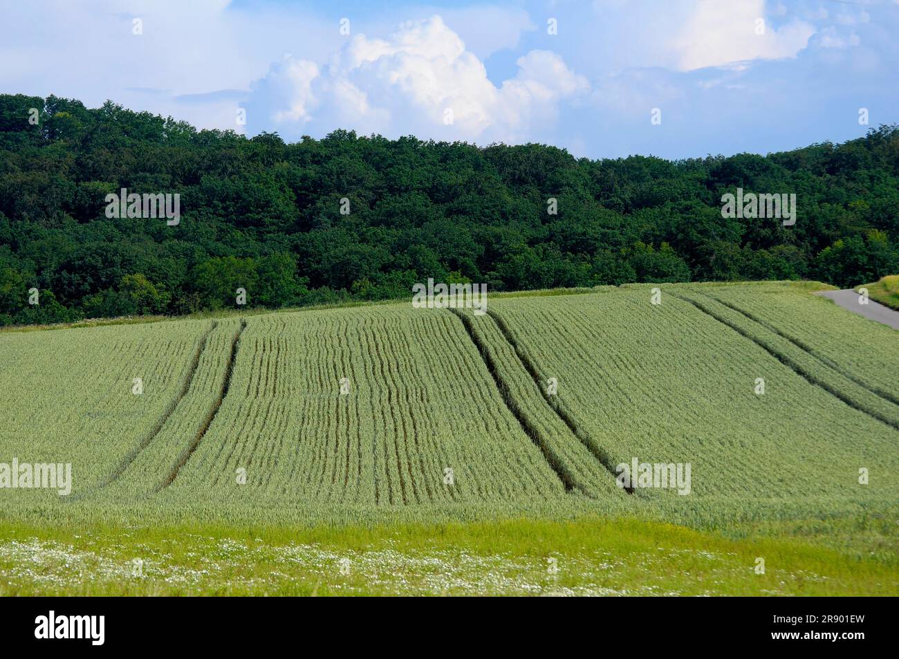 Grain field with tractor track Stock Photo - Alamy