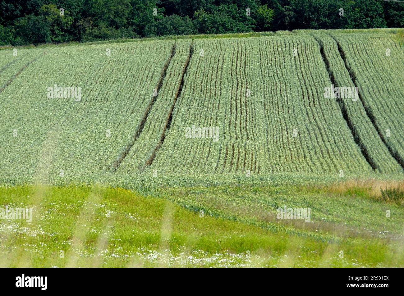Grain field with tractor track Stock Photo - Alamy