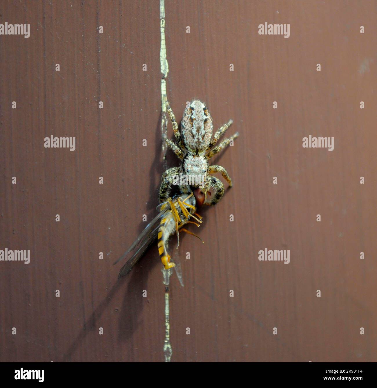 Spider Captured With Wasp Stock Photo Alamy