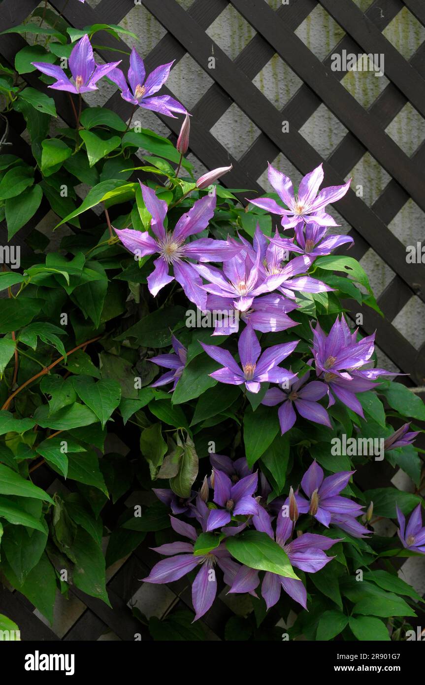 Clematis flowering on the climbing fence Stock Photo - Alamy