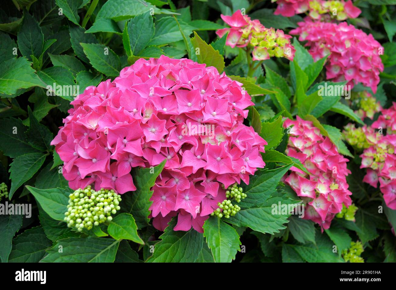 Pink flowering hydrangea in the garden Stock Photo - Alamy