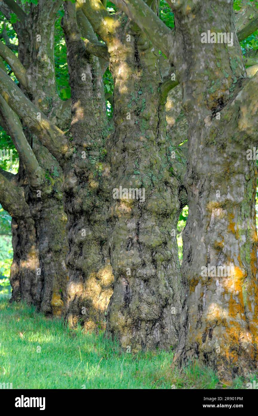 Avenue of plane trees with crippled trees Stock Photo - Alamy