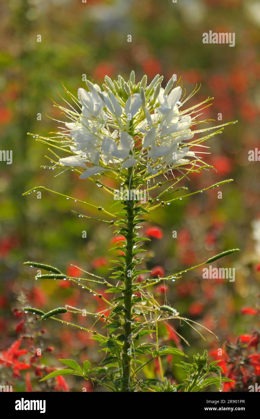 White spider plant in the garden Stock Photo - Alamy