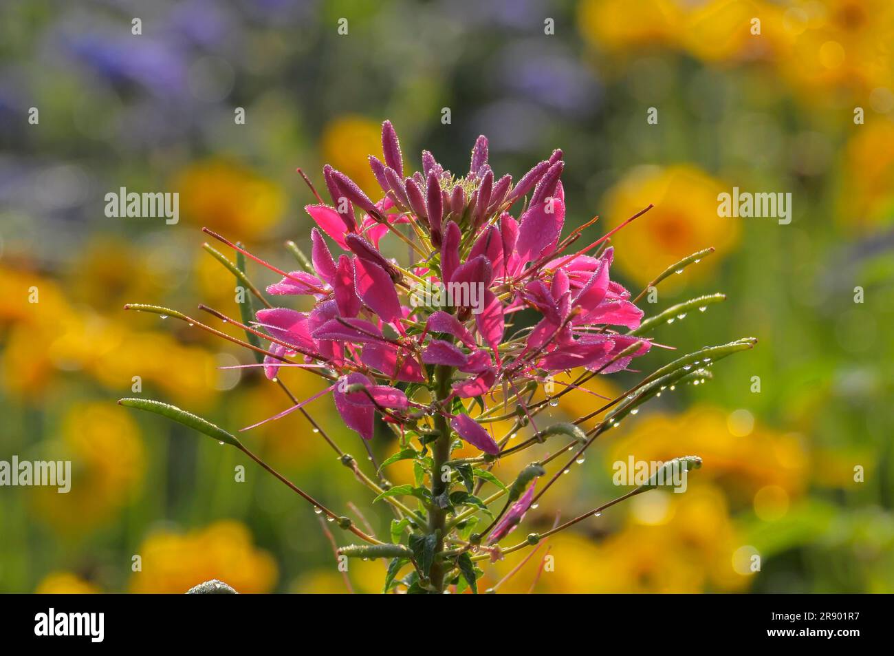 Spiny spider flowers hi-res stock photography and images - Alamy