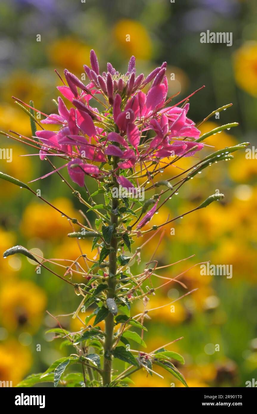 Red spider plant in the garden, summer flowers with dew Stock Photo - Alamy
